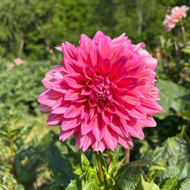 Kenora Lisa – B.A. Dahlias